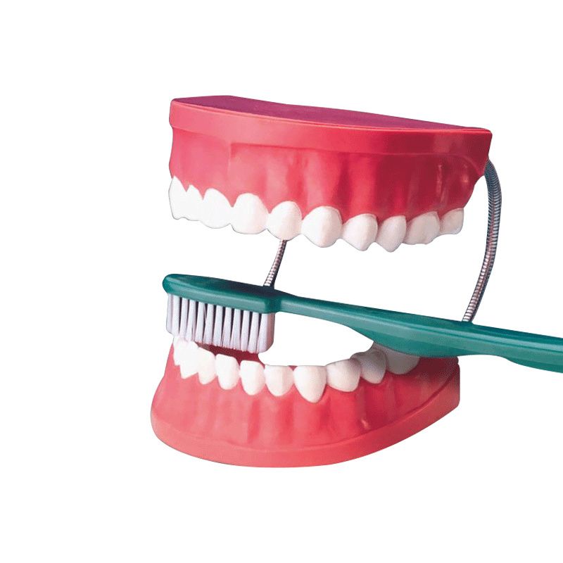 Tooth Brushing Technique By Mikkel Juul Jensen Science