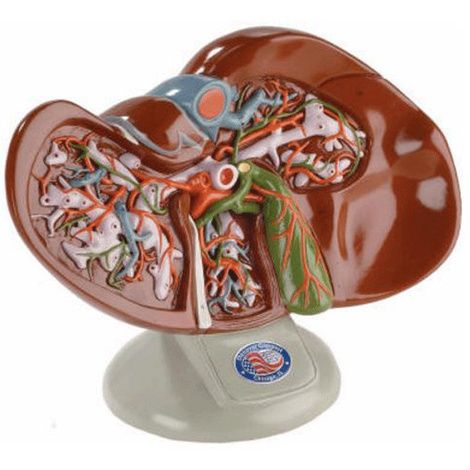 Anatomical Deluxe Liver and Gallbladder Model